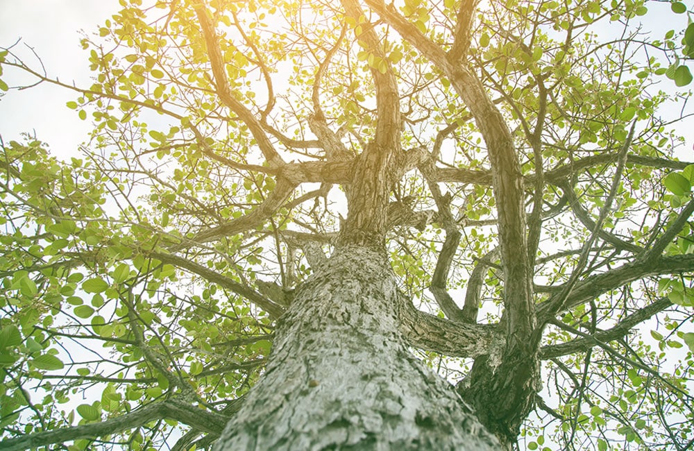 Coolabah Capital Adds Fixed Income ETF - Fixed Income News Australia